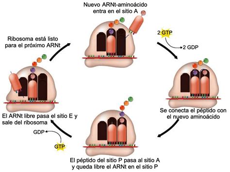 Qué Es La Síntesis De Proteínas Y Sus Etapas Significados
