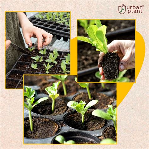 Buy Dill Leaves Soya Saag Seeds Online Urban Plant