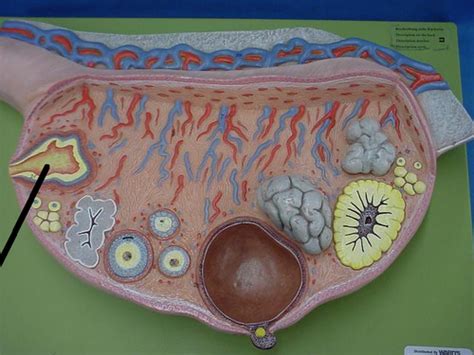 Female Reproductive System Flashcards Quizlet