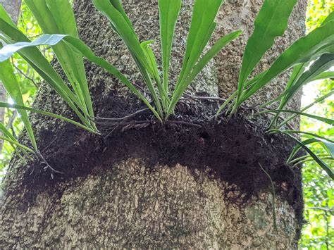 Microsorum Punctatum Ferns And Lycophytes Of The World