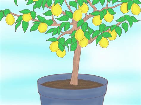 Cultiva Limones En Casa Siembra Semillas En Una Taza