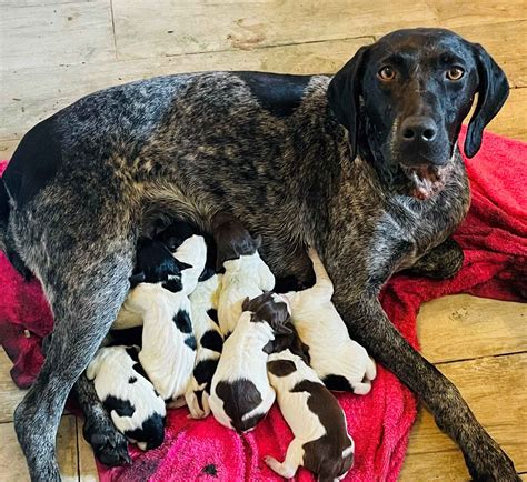 German Shorthaired Pointer Puppies For Sale In Oklahoma