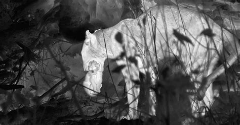 Big Cats 247 Female Leopard Defending Cubs From Male Leopard Caught