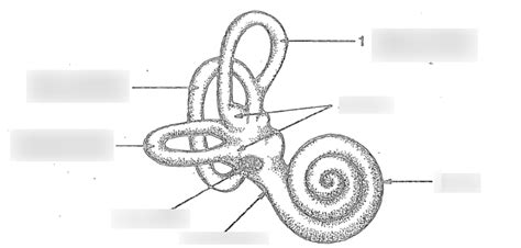 Inner Ear Diagram Quizlet Inner Ear Diagram Quizlet