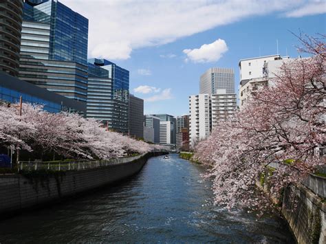 目黒川の桜 By Ma333ma （id：8570176） 写真共有サイトphotohito