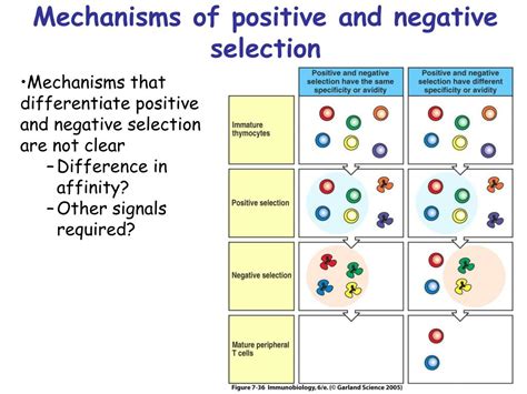 What Is Negative Selection At Ruby Huntley Blog