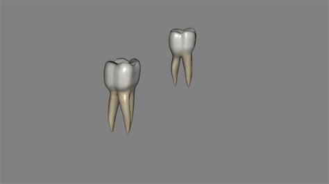 Premium Photo The Mandibular Second Molar Resembles The Mandibular