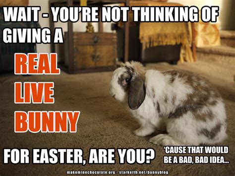 Rabbit Activism The Life And Times Of Bunnies
