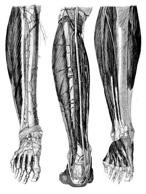 What Is Causing The Pain On Top Of My Foot Five Dock Osteopathic