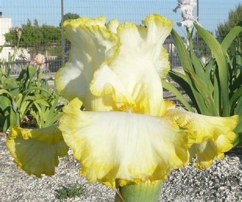 Burgard Iris Farm Zesting Lemons Ernst 08