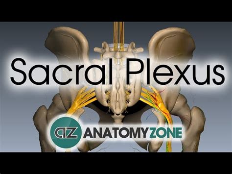 Sacral Plexus Anatomy Tutorial 2025