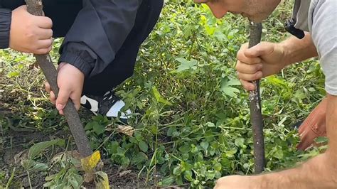 不多说了，请看vcr 李炮炮儿 李炮炮儿 哔哩哔哩视频