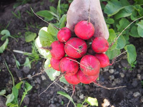 Rädisa Marike Bossgården