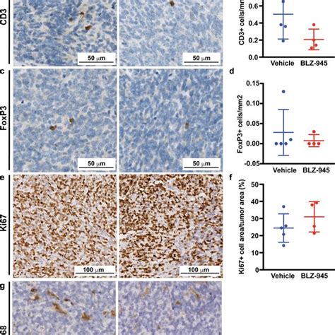 Csf 1r Inhibition Depletes Medulloblastoma Associated Macrophage And