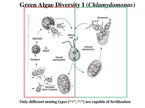 Ppt Green Algae Chlorophytes Powerpoint Presentation Free Download