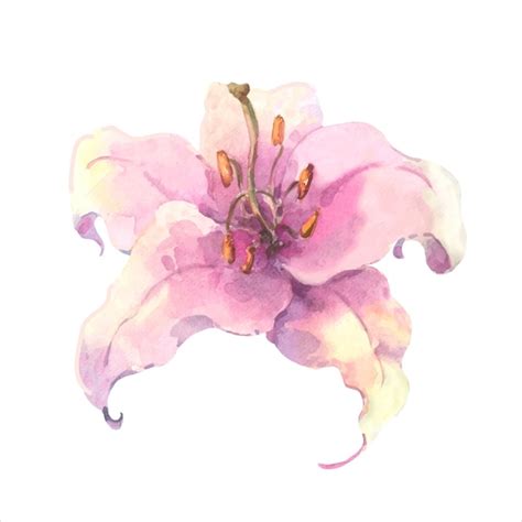 Premium Vector Pink Lily Flowers Isolated On White Background