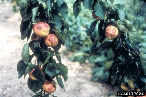 Plum Pox Virus Ppv Potyvirus Plum Pox Virus