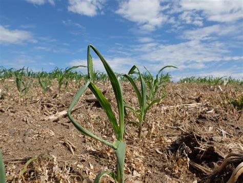 Drought Stresses Minnesota Crops Streams And Lawns Mpr News