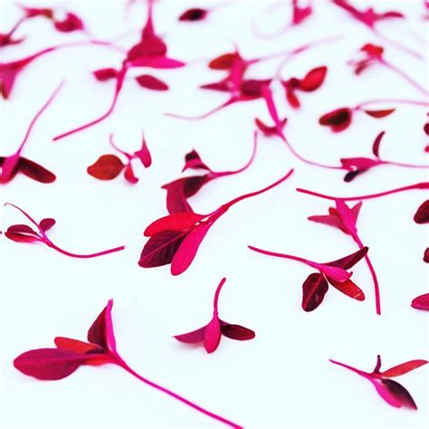 Red Amaranth An Exquisite Micro Cress Use To Add A Colourful