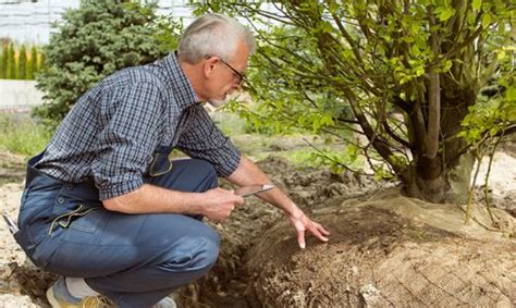 Assessing Your Trees Health When Is Tree Pruning Or Tree Removal