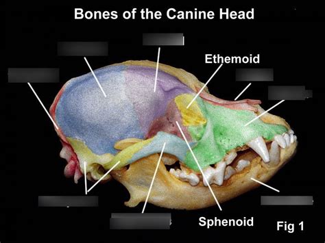 Anatomy Diagram Quizlet