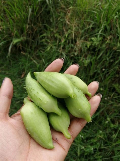 Sandhya Gautam On Linkedin Balsam Apple Jiri Dolakha Nepal