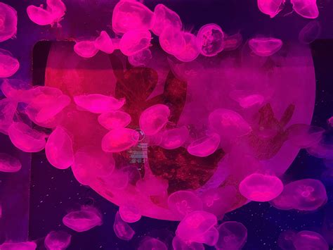 Moon Jellyfish