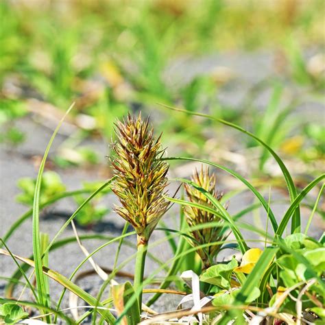 통보리사초 Carex Kobomugi Picturethis