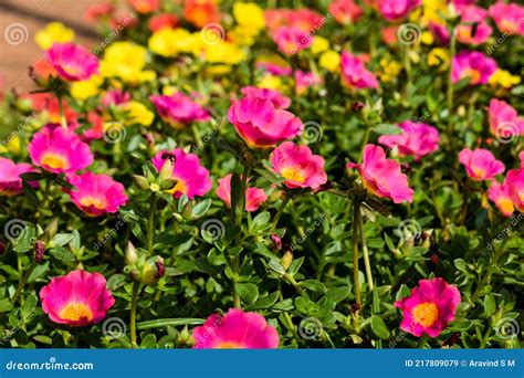 Portulaca Flower Moss Rose Flowers Of Different Colors Stock Image