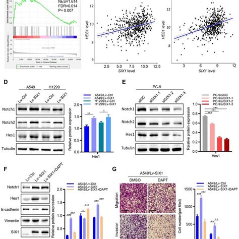 Six1 Activates The Notch Signaling Pathway In Nsclc Cells A The Six1 Download Scientific
