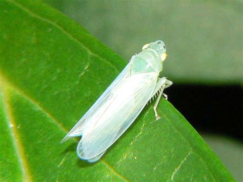 クワキヨコバイ 昆虫研究所