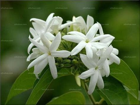 毛茉莉图片 风景花卉的毛茉莉图片大全 花卉网