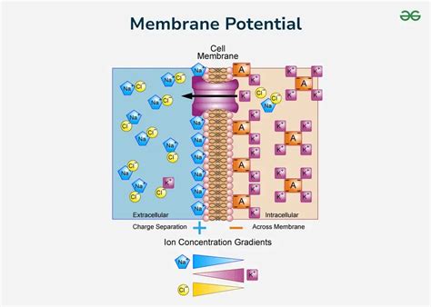 Cell Membrane Definition Components Of The Cell Membrane Definition