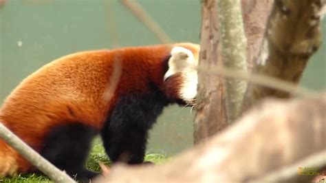 تعرف على دب الباندا الاحمر المهدد باالأنقراض احد أجمل و ألطف مخلوقات