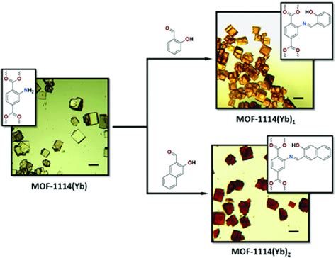 The Covalent Postsynthetic Modification Of Ligands In MOF 1114 Yb