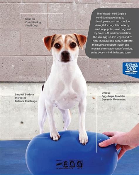 Physical Therapy Exercises For Dogs With Ivdd