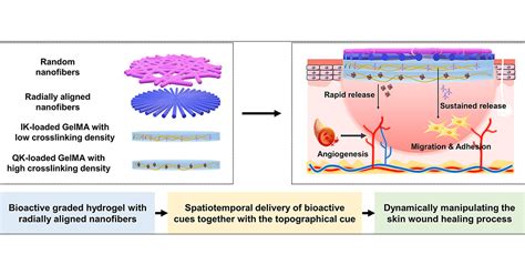 Integrating Bioactive Graded Hydrogel With Radially Aligned Nanofibers To Dynamically Manipulate