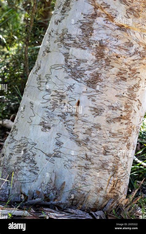 Bark Of The Australian Scribbly Gum Tree Showing Scaring Caused By The