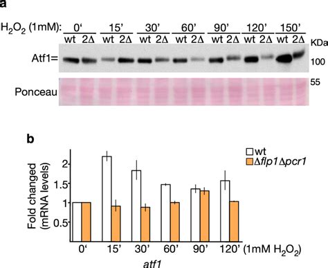 Protein And Mrna Levels Of Atf1 Transcription Factor In Cells Lacking
