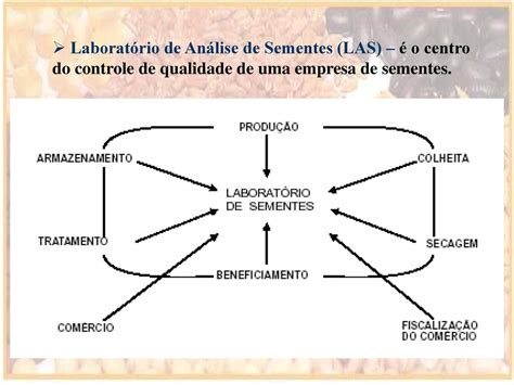 Regras De Analises De Sementes Retoedu