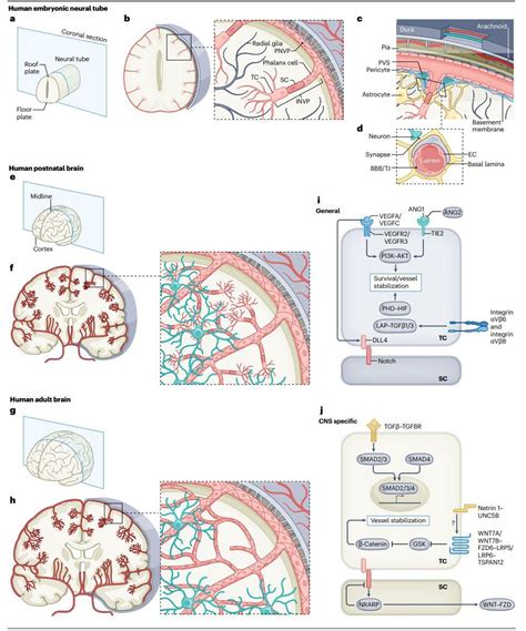 Nat Rev Neurosci重要综述：脑血管系统研究进入单细胞时代 知乎
