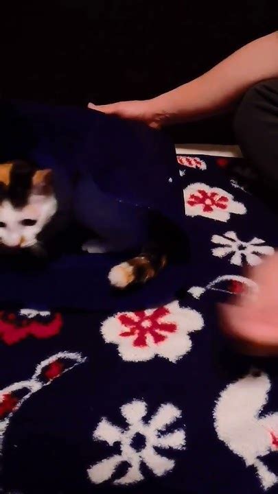袋を広げられると飛び込まずにはいられない猫milkmilcat 猫 保護猫 Shorts ねこ Youtube