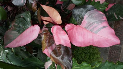 Philodendron Pink Princess New Leaves Are Brown