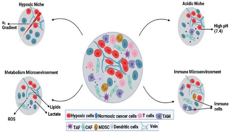 Exploring The Tumor Immune Microenvironment In Ovarian Cancer A Way