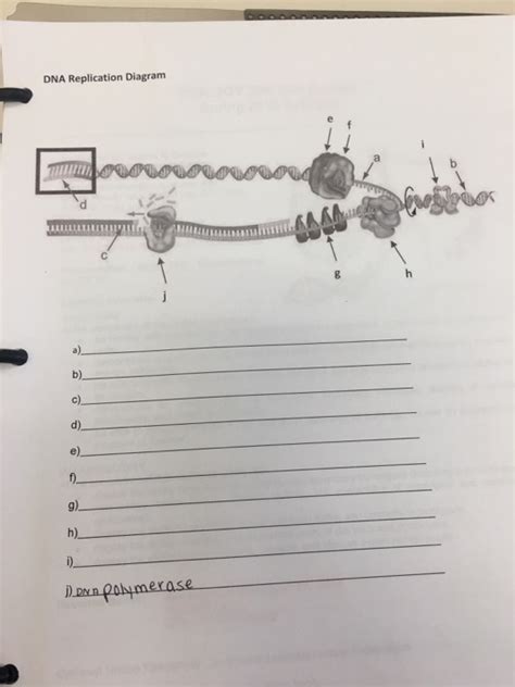 Solved DNA Replication Diagram Chegg