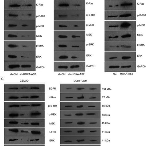 EGFR Ras Raf MEK ERK Is The Downstream Signaling Pathway Of