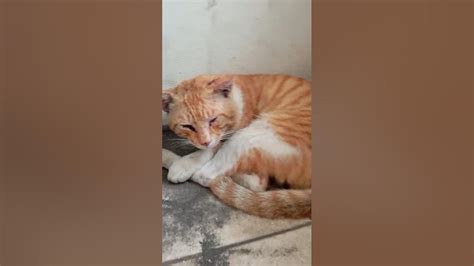 Dicky Tlt Pulang Short Cat Catlover Cute Kucinglucu Youtube