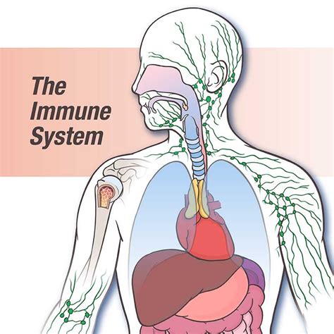Immune System Labeled