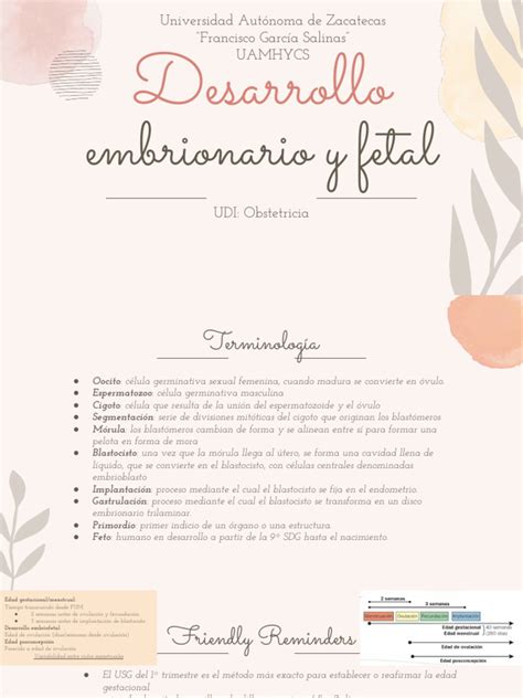 Desarrollo Embrionario Y Fetal Detallado Pdf Embrión Feto