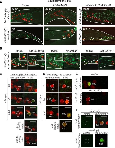 Figures And Data In Timing Mechanism Of Sexually Dimorphic Nervous System Differentiation ELife